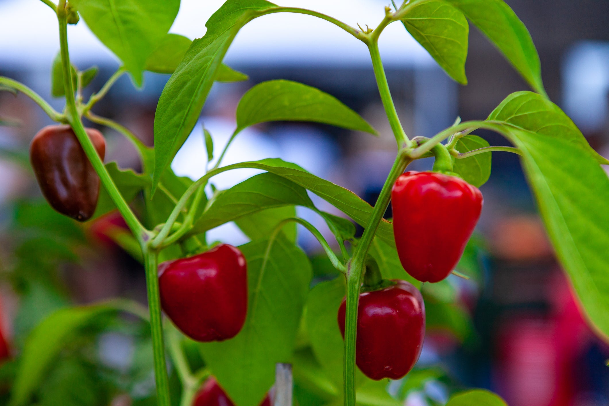 Chilli Seeds | Grow Sweet to Superhot Chillies at Home – JustSeed