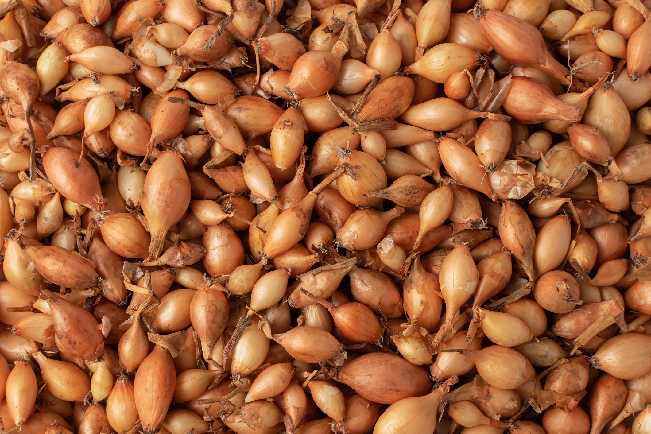 Onion and Shallot Sets – JustSeed