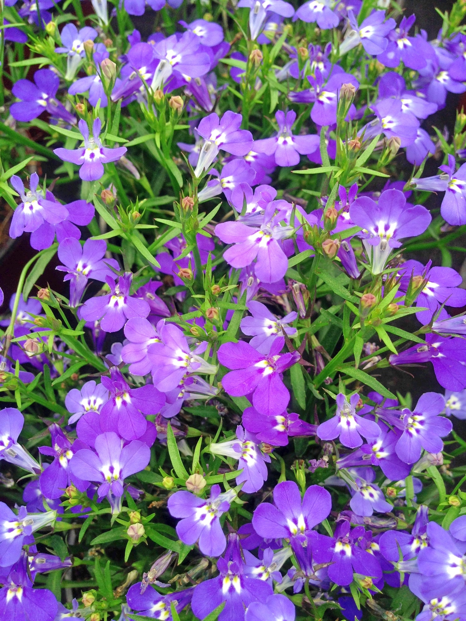 Lobelia Flower Seeds Online – JustSeed