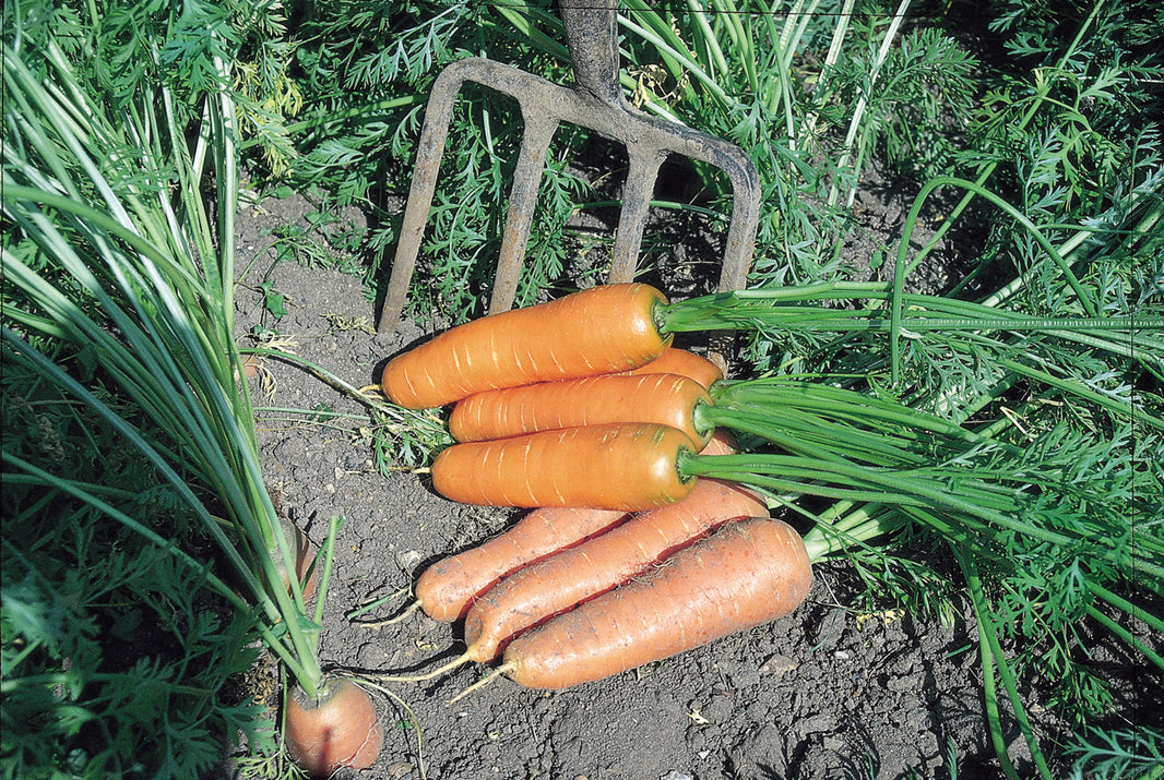 Fresh Crunchy Carrots from Seed – Wide Range of Carrot Varieties – JustSeed