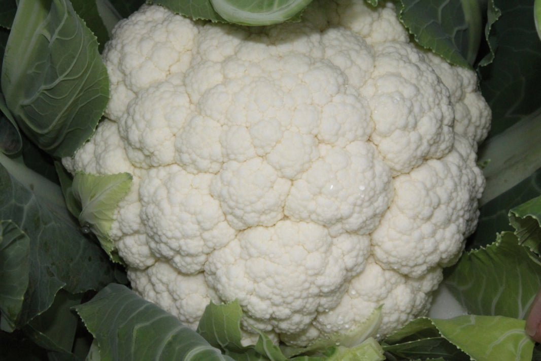 Cauliflower Seed – JustSeed