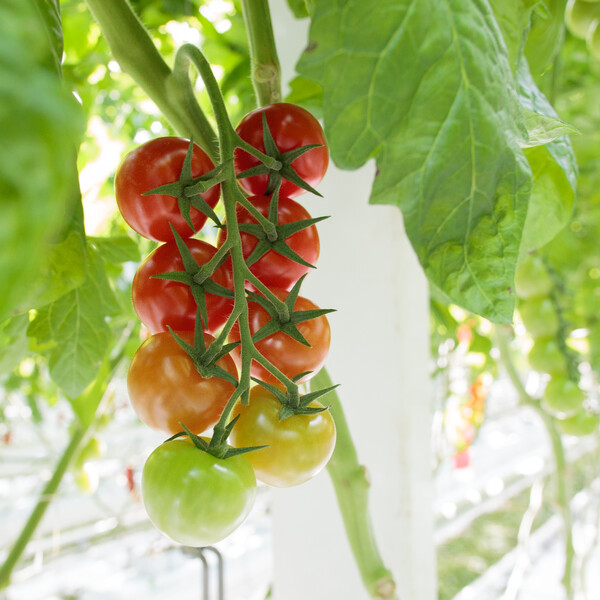 RZ Tomato Seed – JustSeed