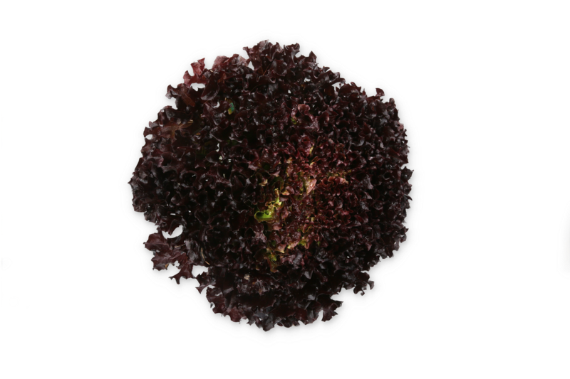 Lettuce Salanova Audex RZ Seeds – JustSeed