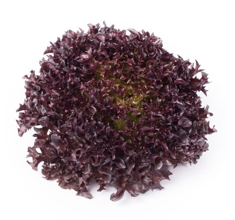 Lettuce Red Green Salanova Codex RZ (79-65) Seeds – JustSeed