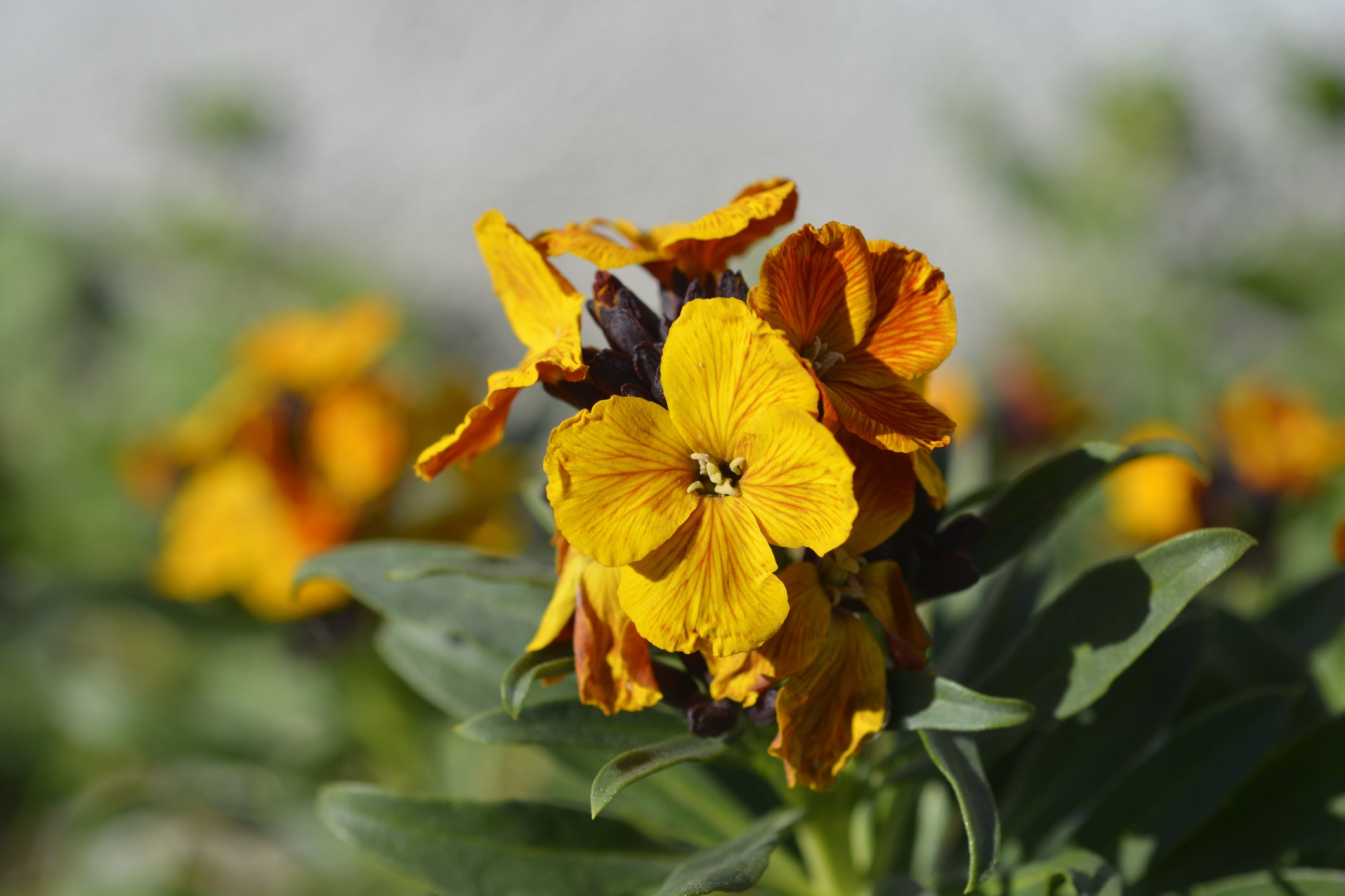 Wallflower Bedder Primrose Seeds – JustSeed