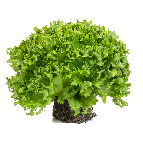 Lettuce Dunand RZ Seeds – JustSeed