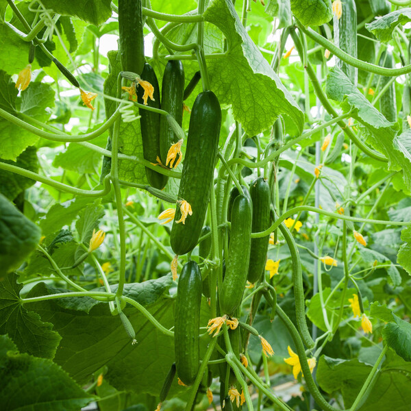 Cucumber Picowell RZ F1 Hybrid Seeds – JustSeed