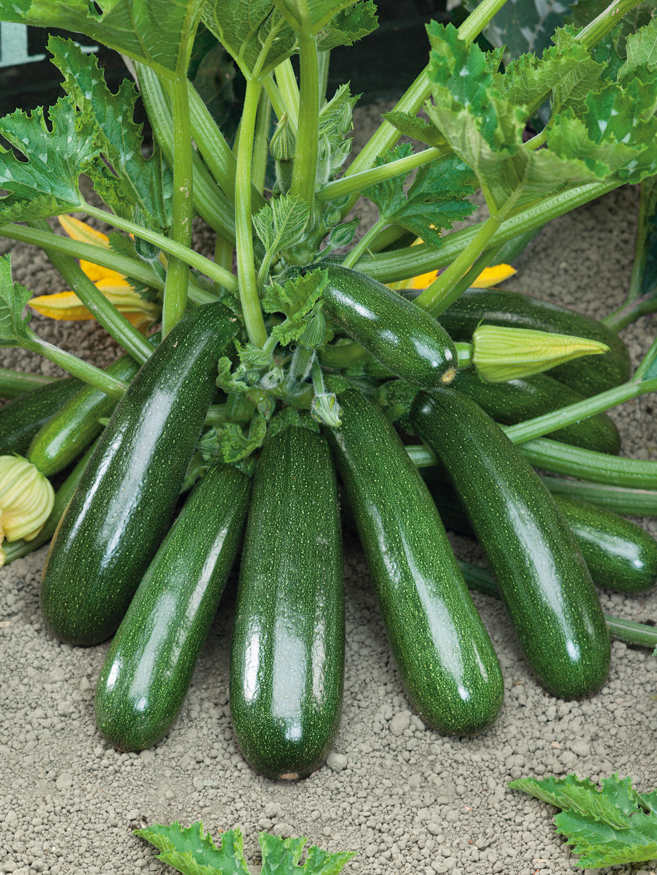 Courgette Seeds - Large Range Online UK – JustSeed