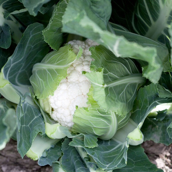 Cauliflower Stabilis RZ F1 Hybrid Seeds – JustSeed