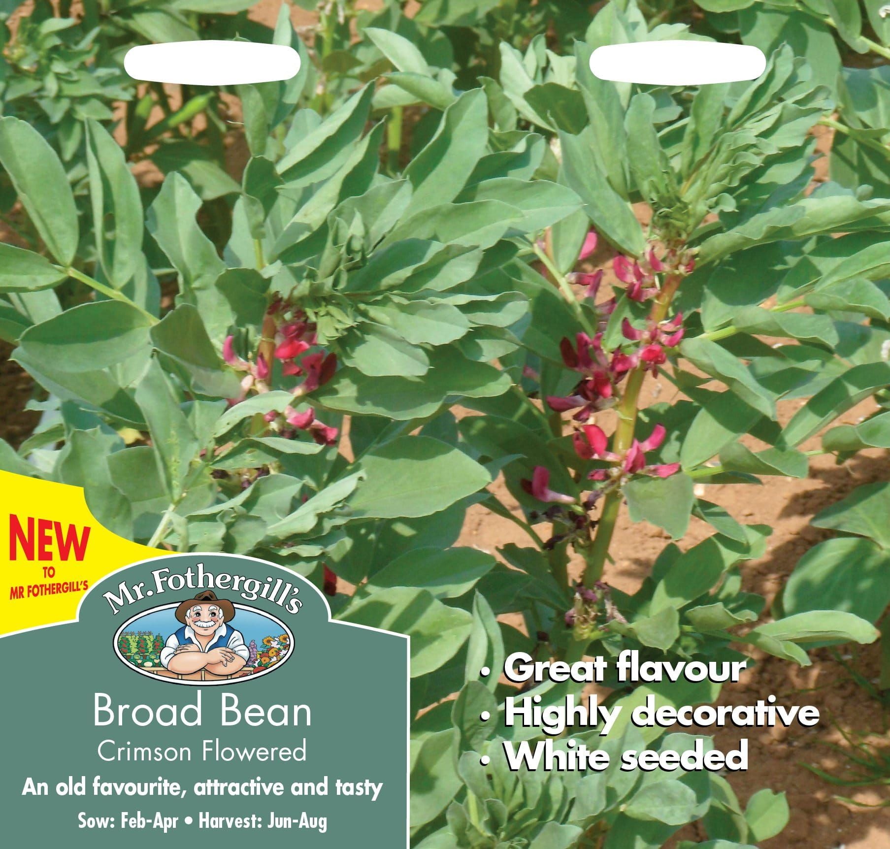 Broad Bean Seed - Large Range Online UK – JustSeed