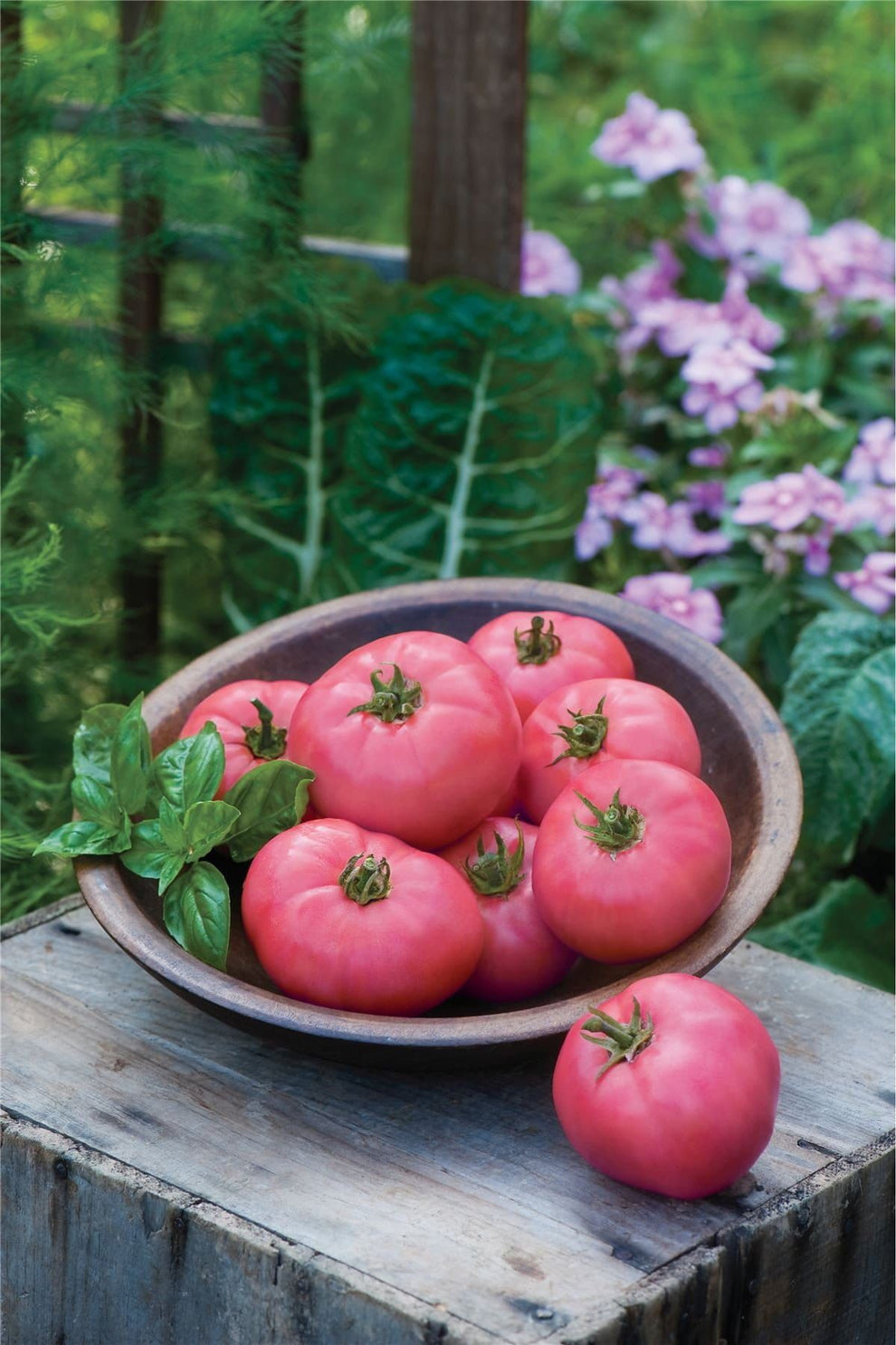Tomato Big Pink F1 Hybrid Seeds – JustSeed