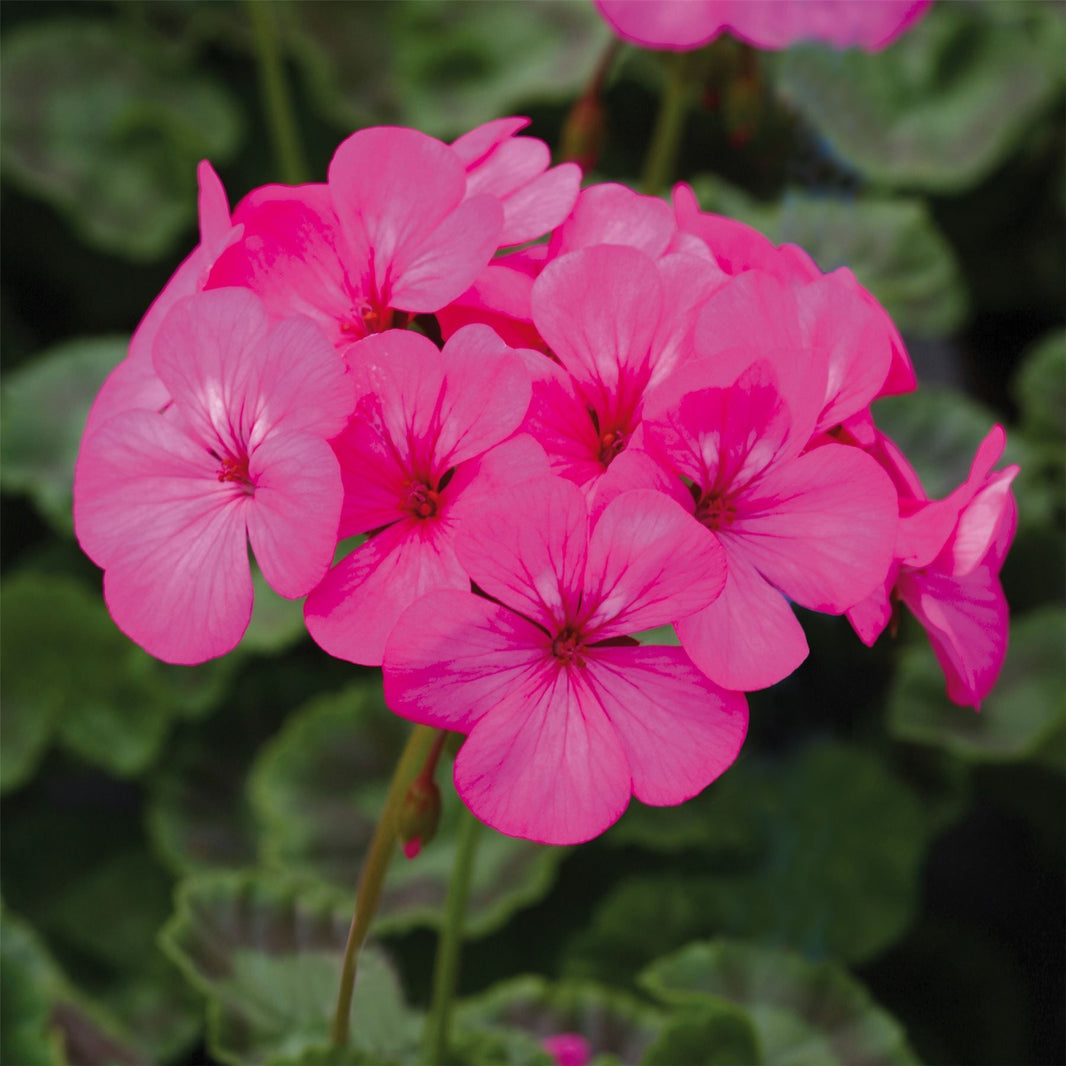 Geranium Seeds Available Online UK – JustSeed