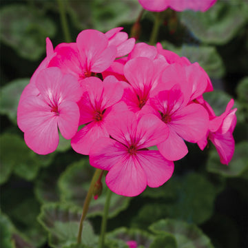 Geranium Seeds Available Online UK – JustSeed