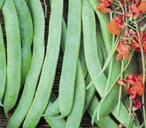 Runner Bean Seeds - Large Range Online UK – JustSeed
