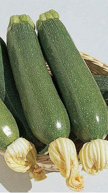 Courgette Seeds - Large Range Online UK – JustSeed