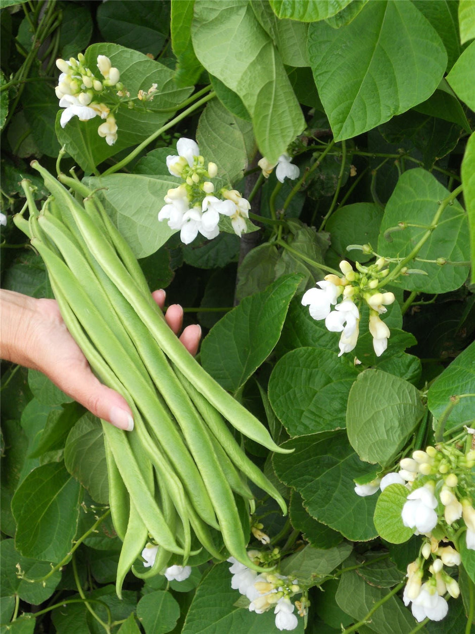 Runner Bean Seeds - Large Range Online UK – JustSeed