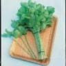 Chinese Celery Kintsai Seeds – JustSeed