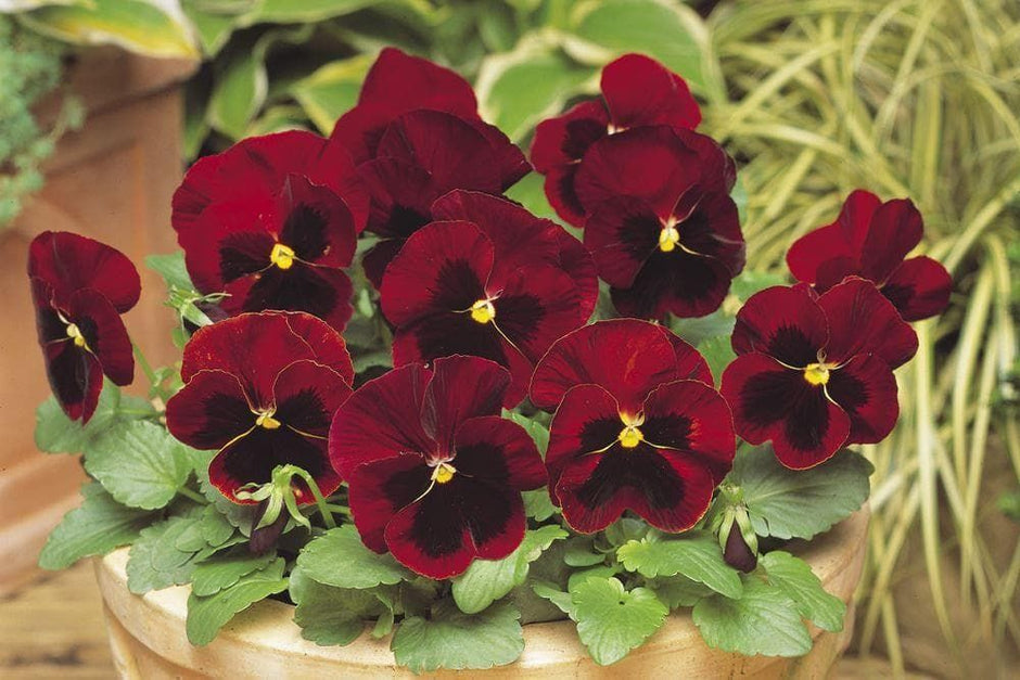 Pansy Seed - Buy Online – JustSeed