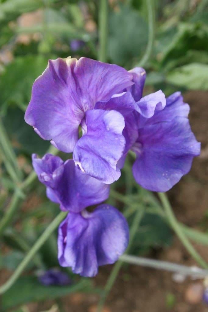 Sweet Pea Blue Danube Seeds – JustSeed