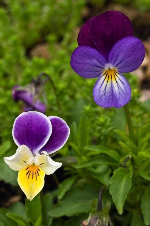 Wild Flower Wild Pansy Viola Tricolour – JustSeed