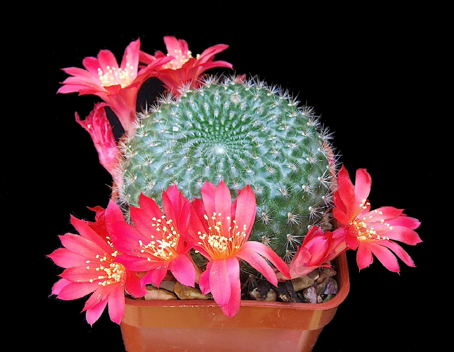Cactus - Rebutia mimuscula Seeds – JustSeed
