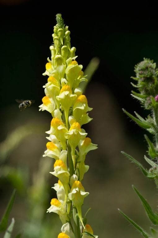 Wild Flower Common Toadflax Linaria vulgaris Seeds – JustSeed