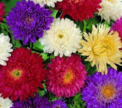 Aster Seeds | Vibrant Blooms for Borders & Pots – JustSeed