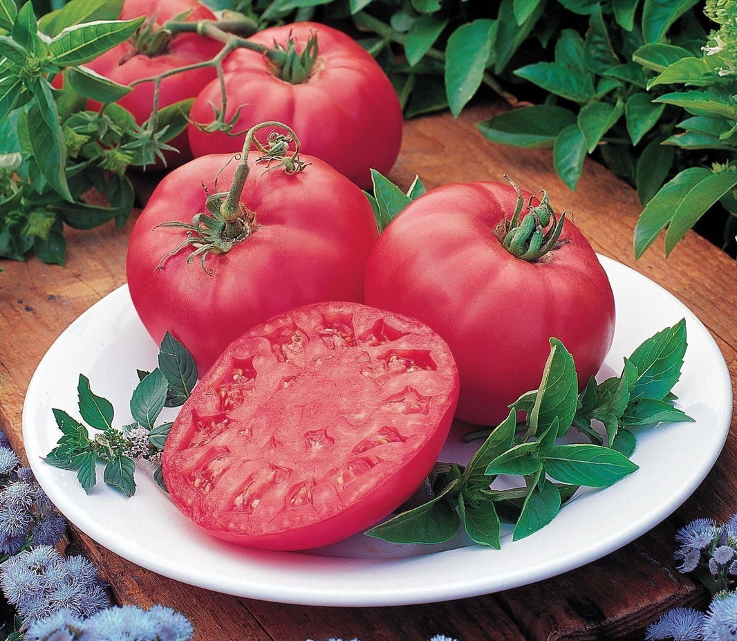 Tomato Seed Indeterminate Types Online UK – JustSeed