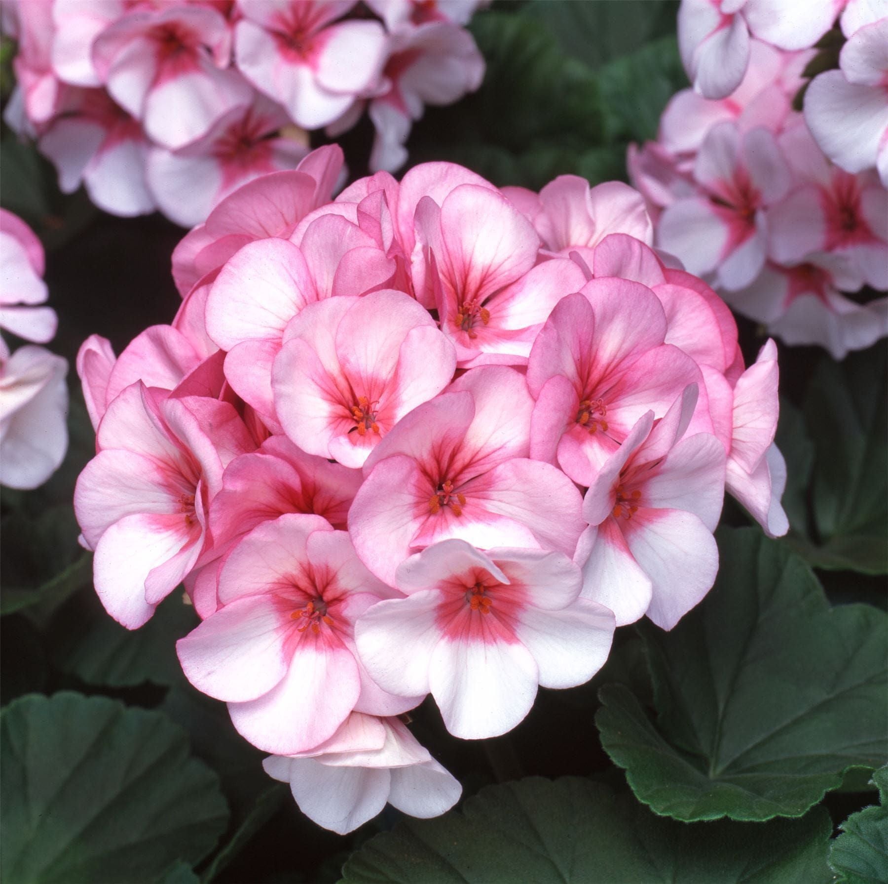 Geranium Horizon F1 Hybrid Star Seeds – JustSeed