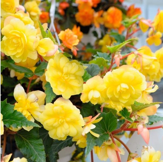 Begonia Illumination Lemon F1 Hybrid Seeds – JustSeed
