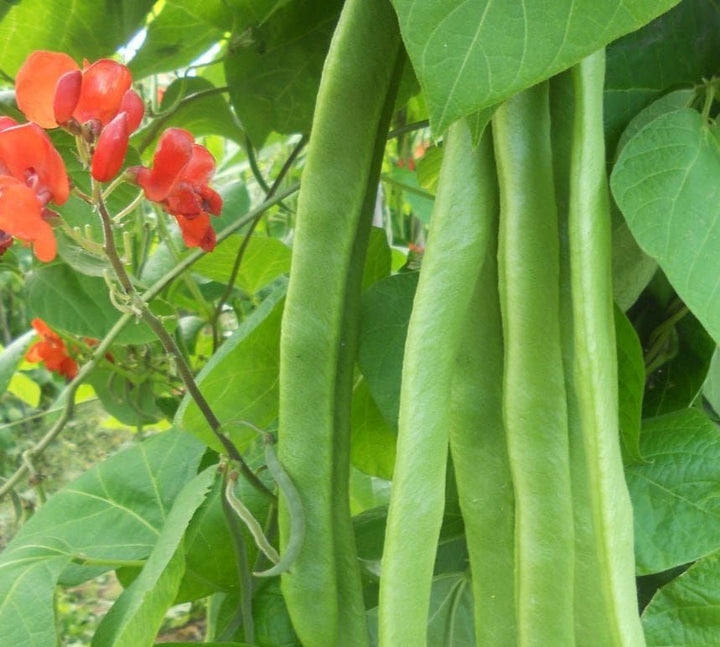 Runner Bean Seeds - Large Range Online UK – JustSeed