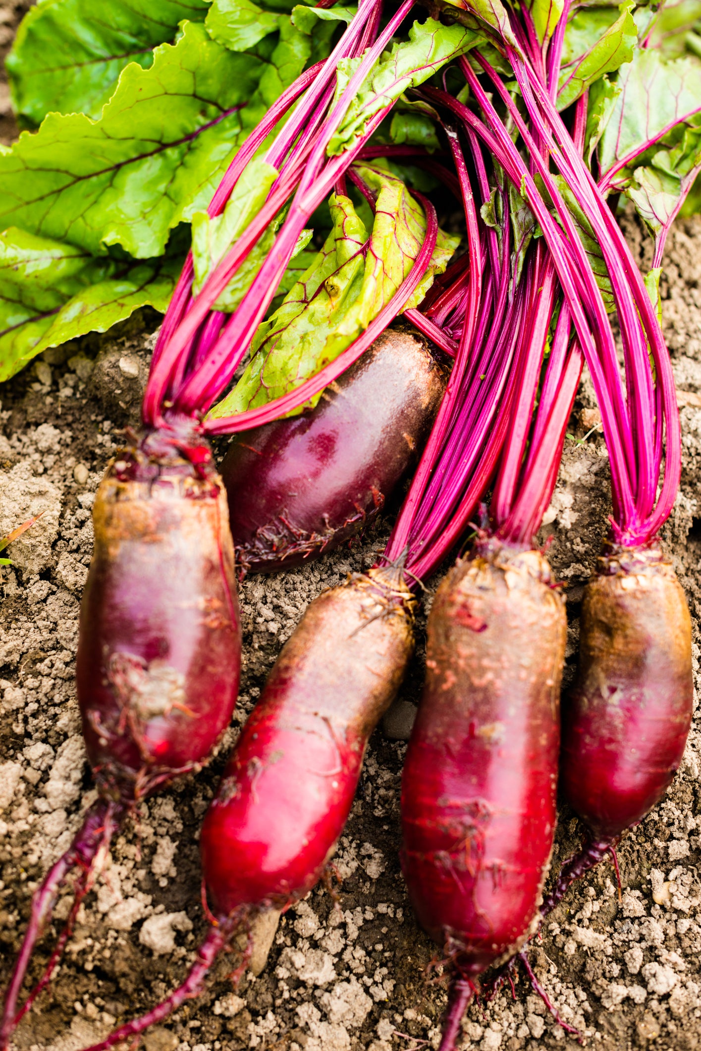 Beetroot Seeds Available Online UK – JustSeed