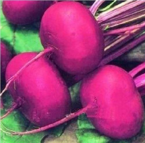 Beetroot Egyptian Turnip Rooted Seeds – JustSeed