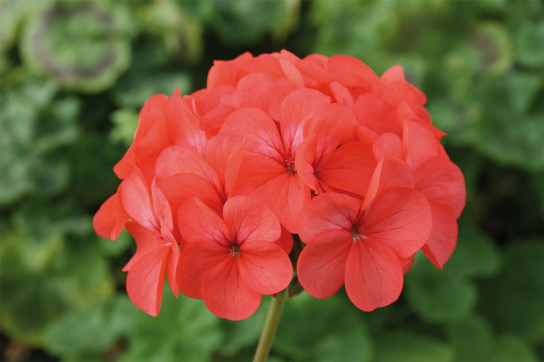 Geranium Seeds Available Online UK – JustSeed