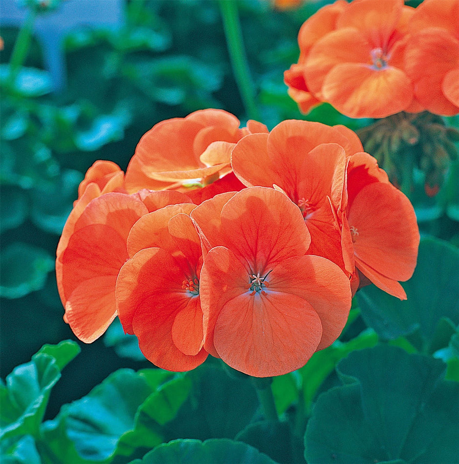 Geranium Seeds Available Online UK – JustSeed