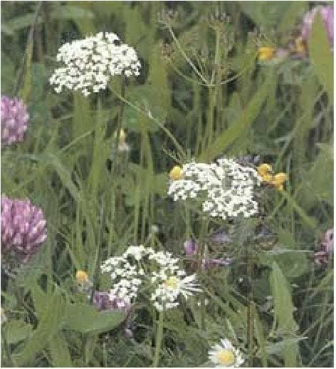 Wild Flower Pignut Conopodium majus Seeds – JustSeed