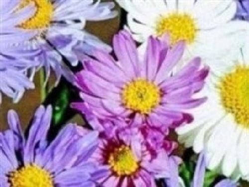 Aster Perennial Alpine Mixed Seeds – JustSeed