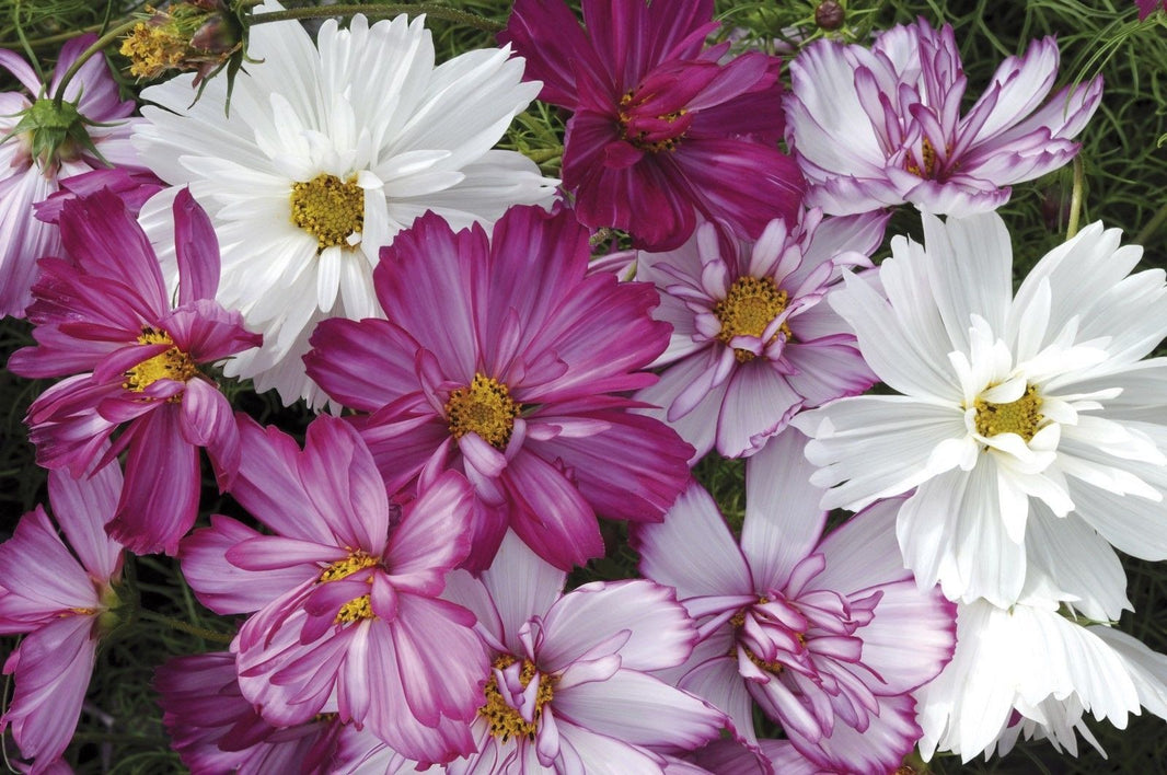Cosmos Seed Large Range Online UK – JustSeed
