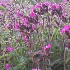 Wild Flower Red Campion Silene Dioica Seeds – JustSeed