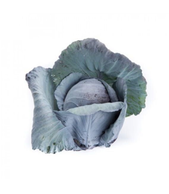 Cabbage Seeds – Easy to Grow – Page 3 – JustSeed