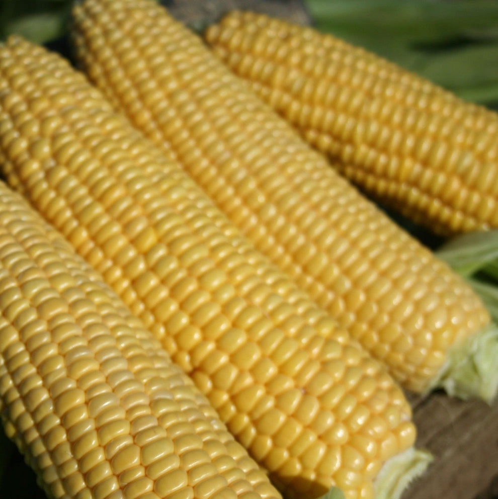 Sweetcorn Swift F1 Hybrid Seeds – JustSeed